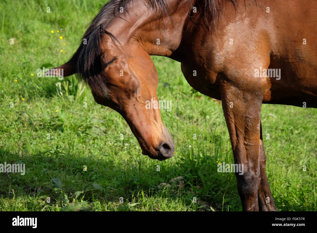 Muscoli del cavallo immagini e fotografie stock ad alta risoluzione - Alamy