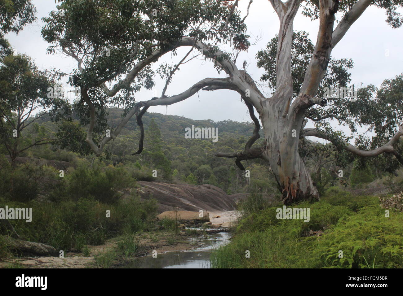 Australian bush immagini e fotografie stock ad alta risoluzione - Alamy