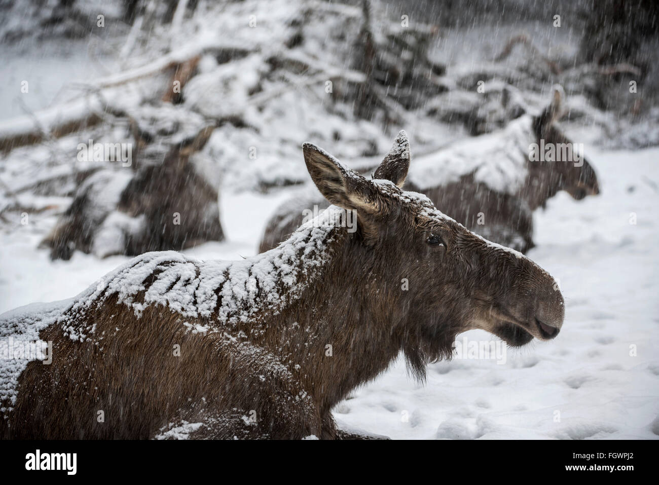 Alce In Natura Immagini e Fotos Stock - Alamy