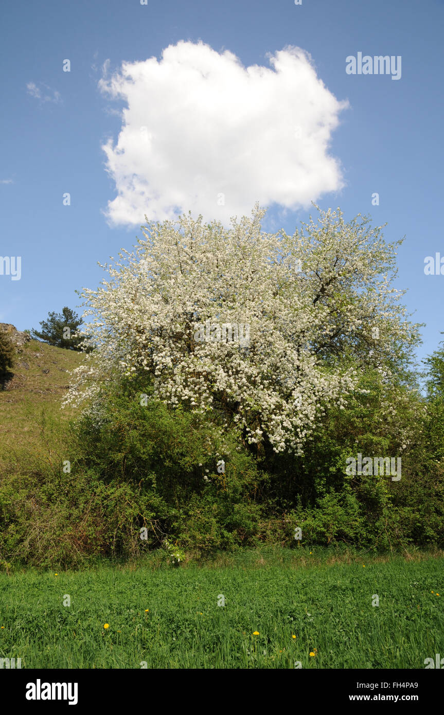 Melo selvatico immagini e fotografie stock ad alta risoluzione - Alamy