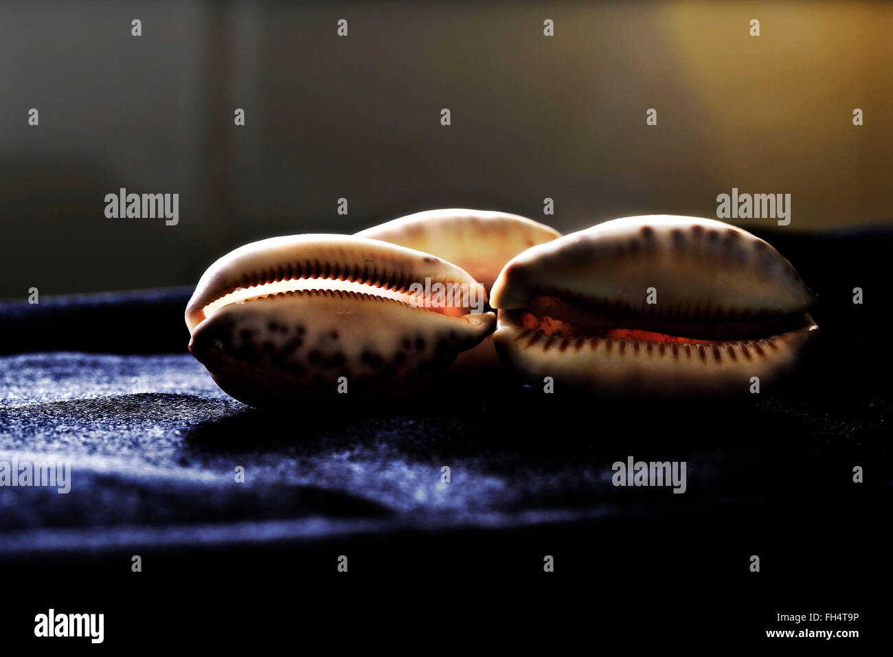 Ciprea gusci immagini e fotografie stock ad alta risoluzione - Alamy