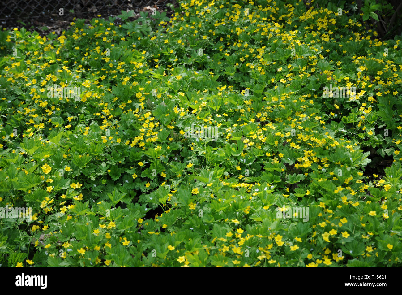 Waldsteinia waldsteinia geoides immagini e fotografie stock ad alta ...