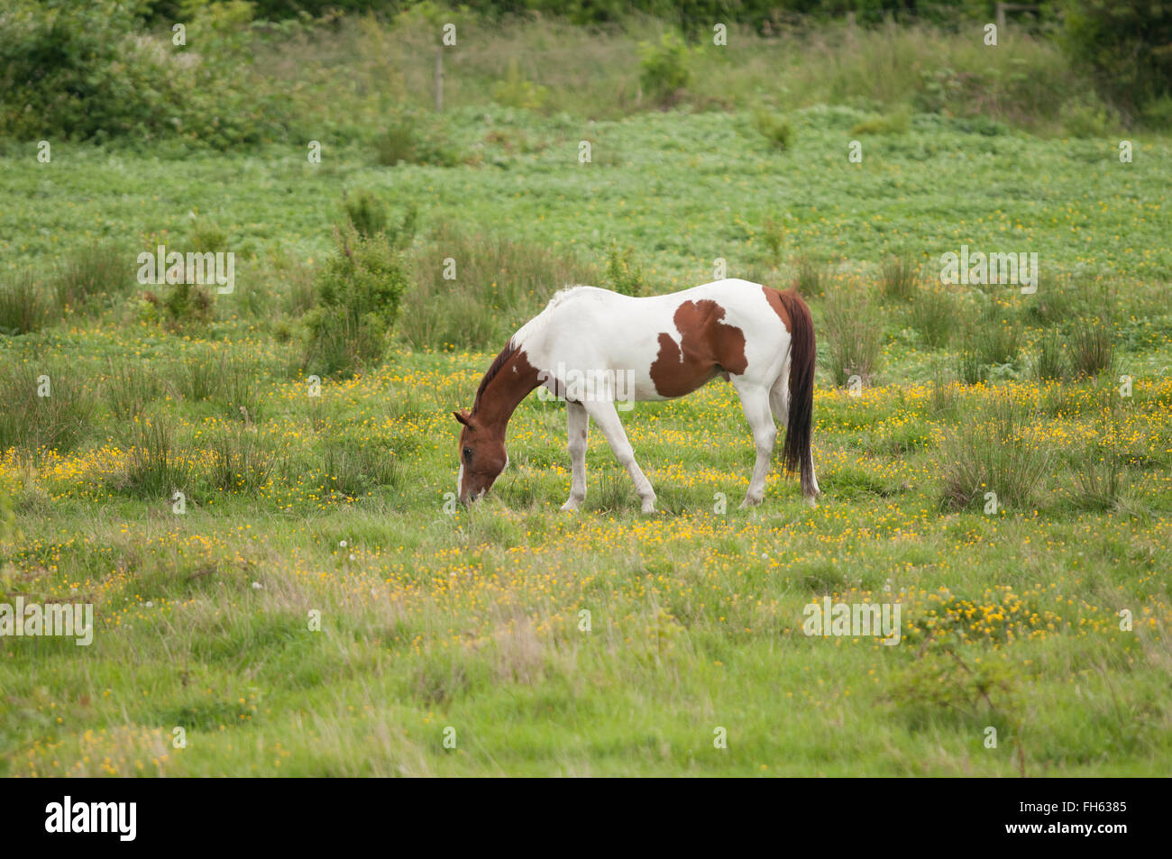 Cavallo pinto immagini e fotografie stock ad alta risoluzione - Alamy