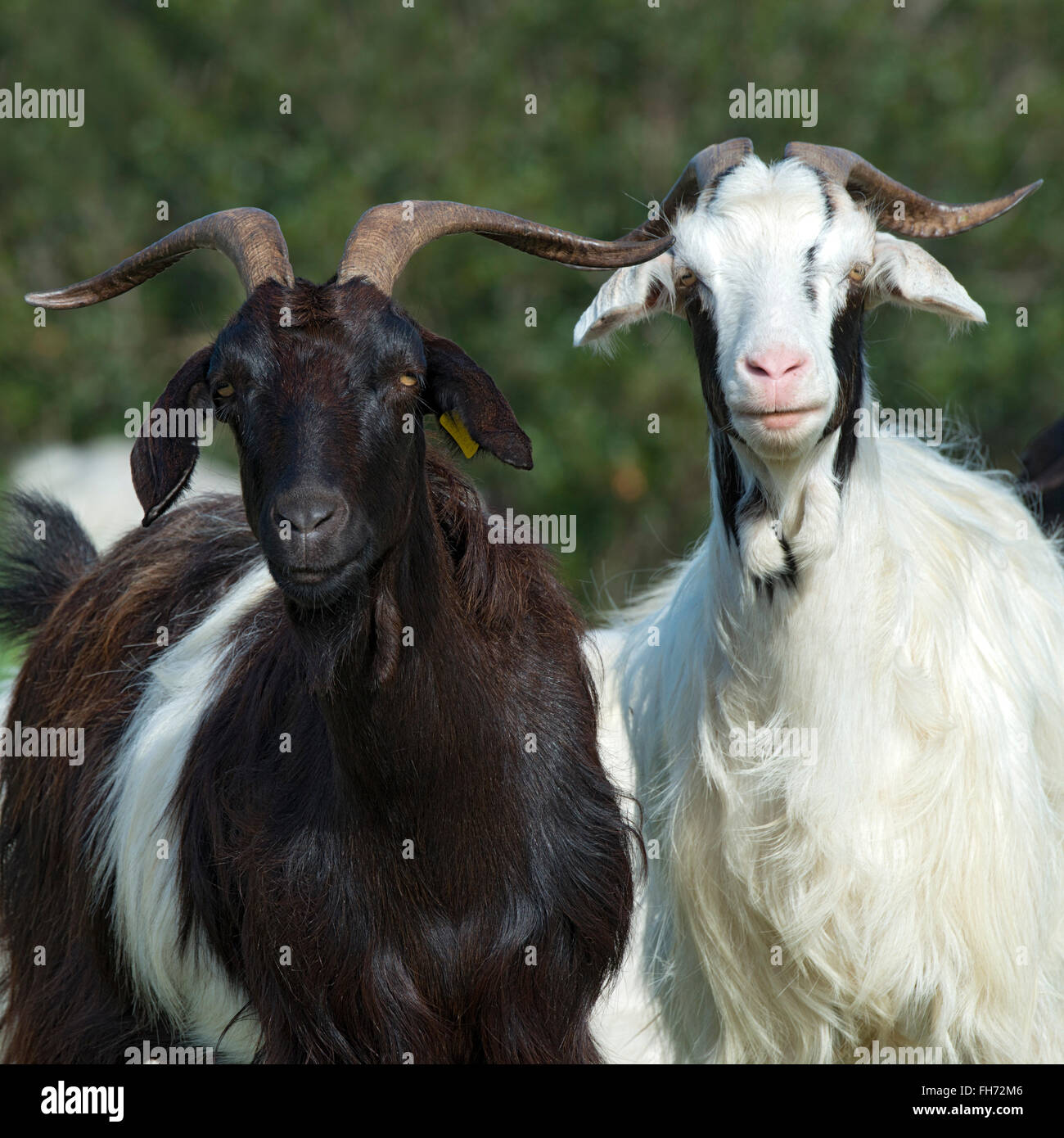 Capre domestici immagini e fotografie stock ad alta risoluzione - Alamy