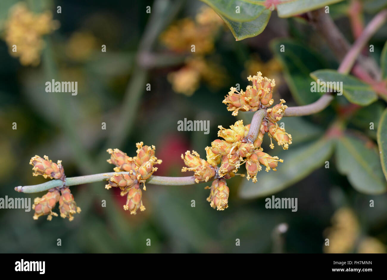 Pianta di gariga mediterranea immagini e fotografie stock ad alta ...