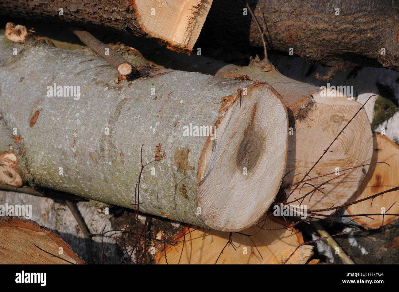 Legno di pioppo immagini e fotografie stock ad alta risoluzione - Alamy