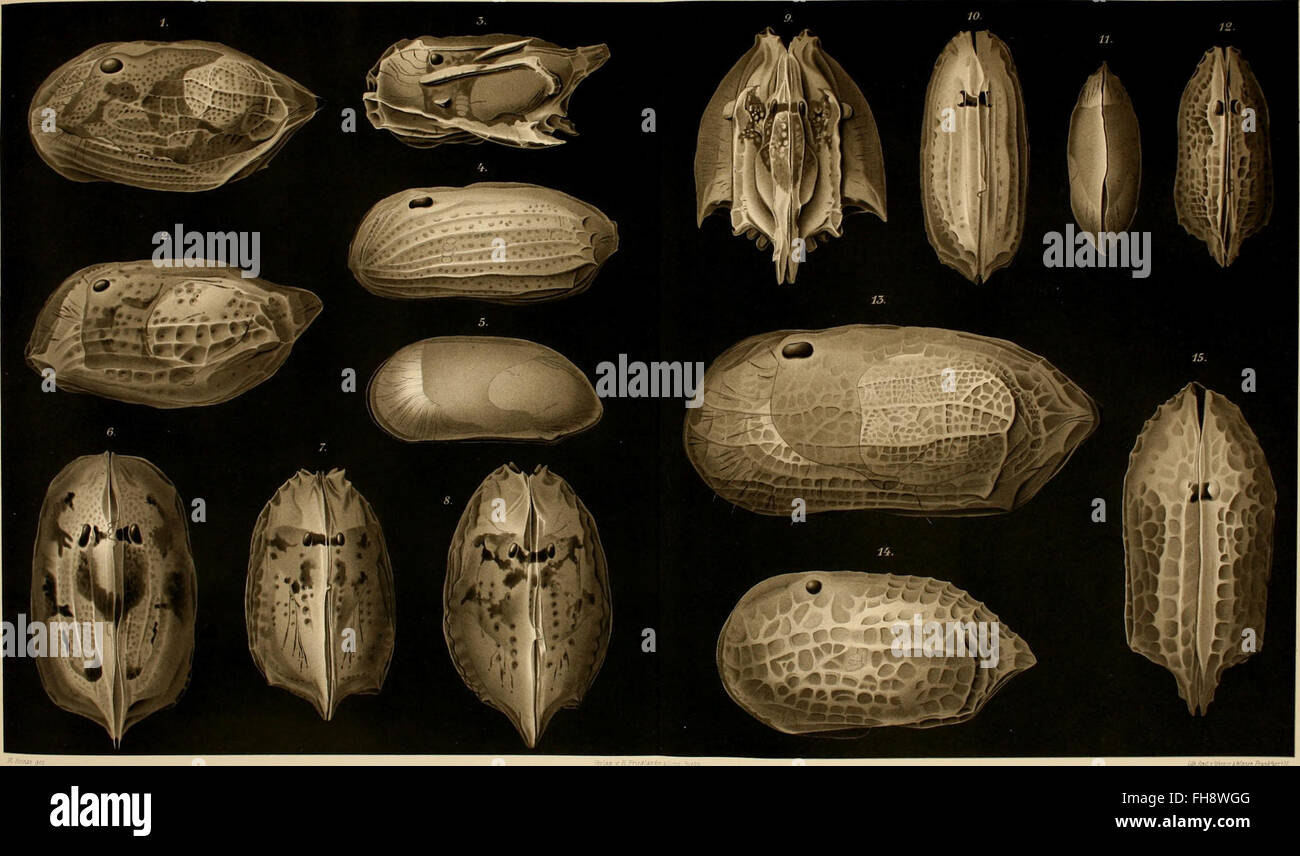 Questo studio del 1894 si concentra sugli ostracodi (crostacei ...