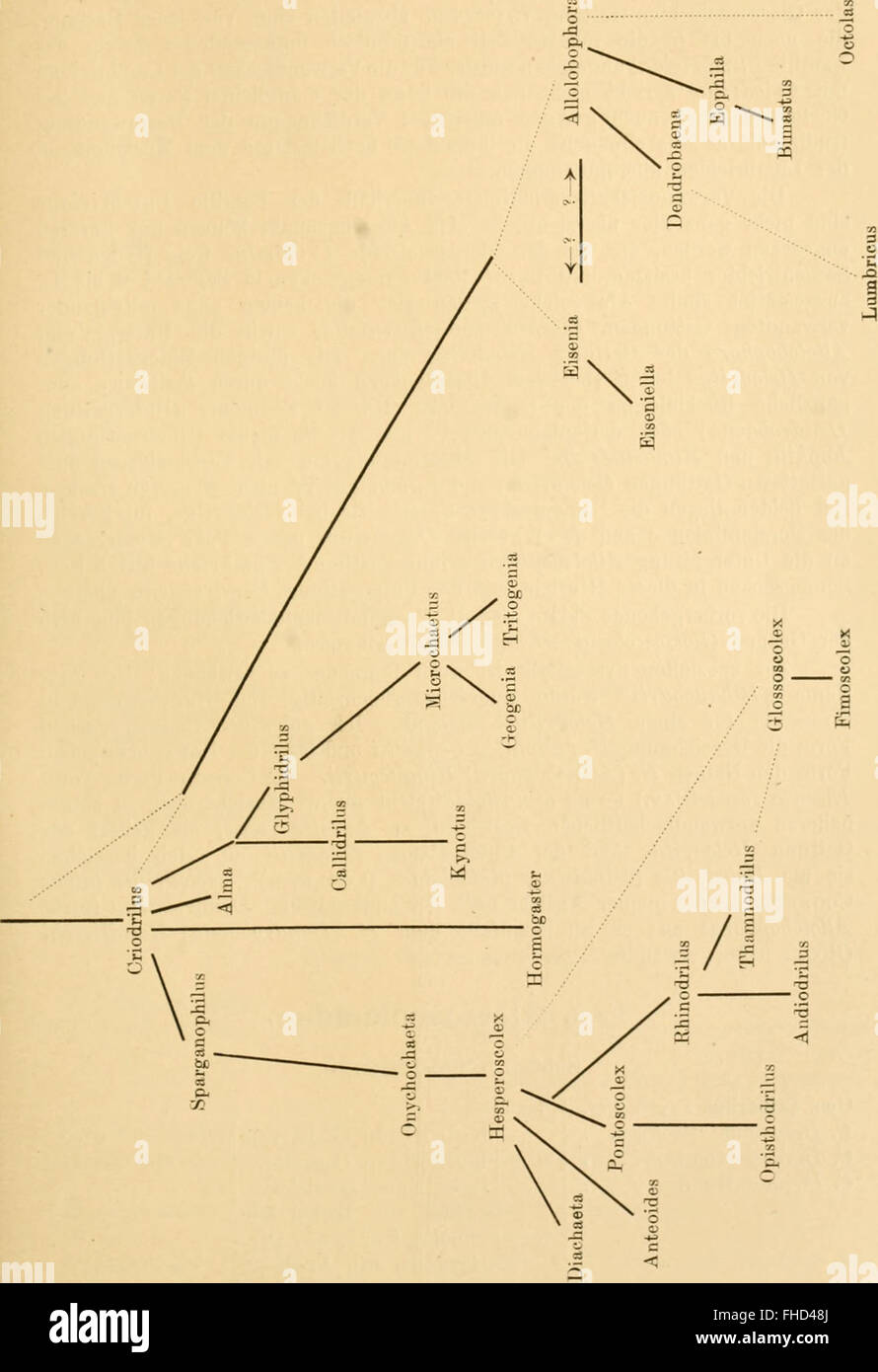 Die geographische Verbreitung der Oligochaeten (1903) - la ...