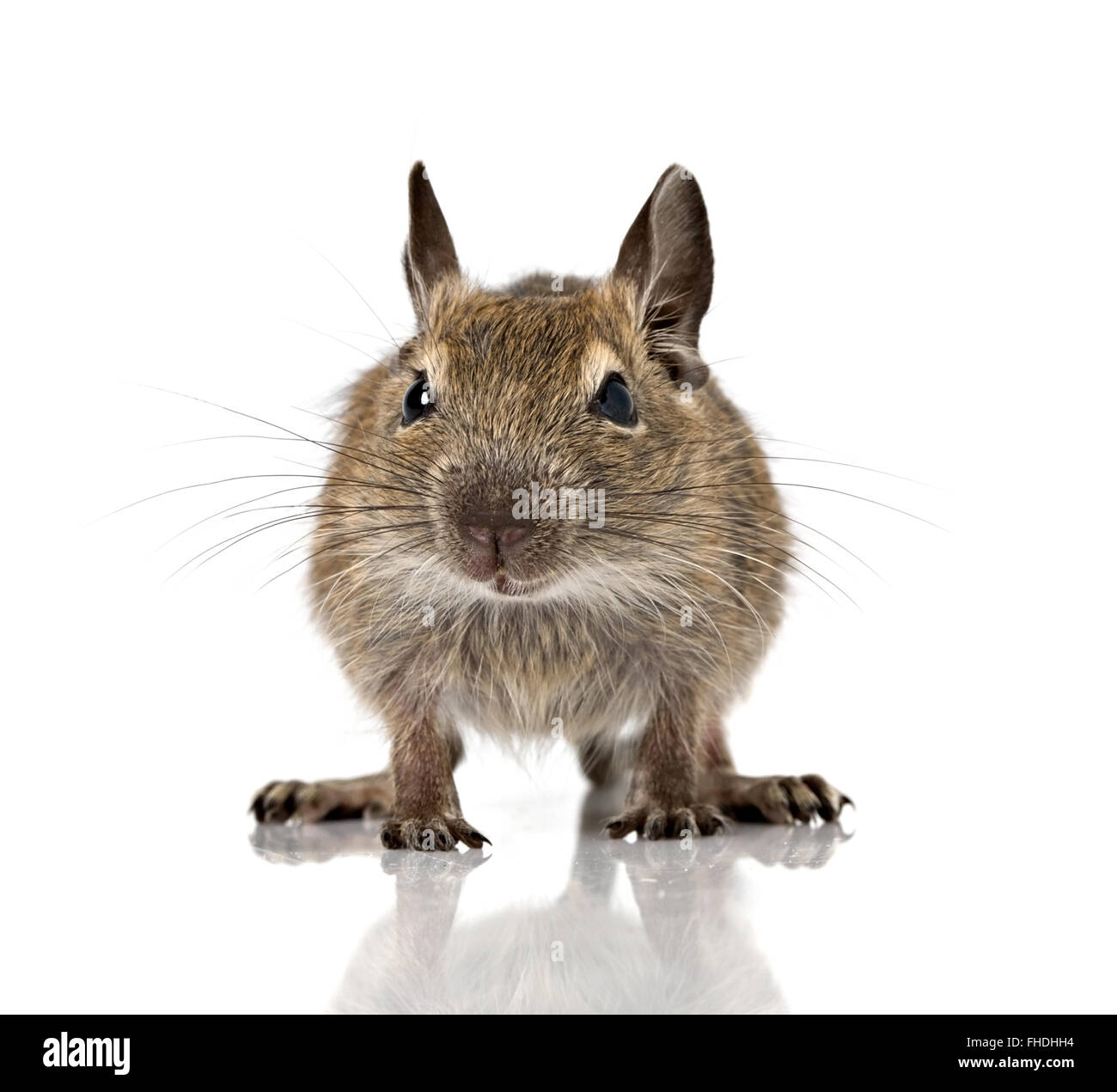 Topo piccolo roditore immagini e fotografie stock ad alta risoluzione ...