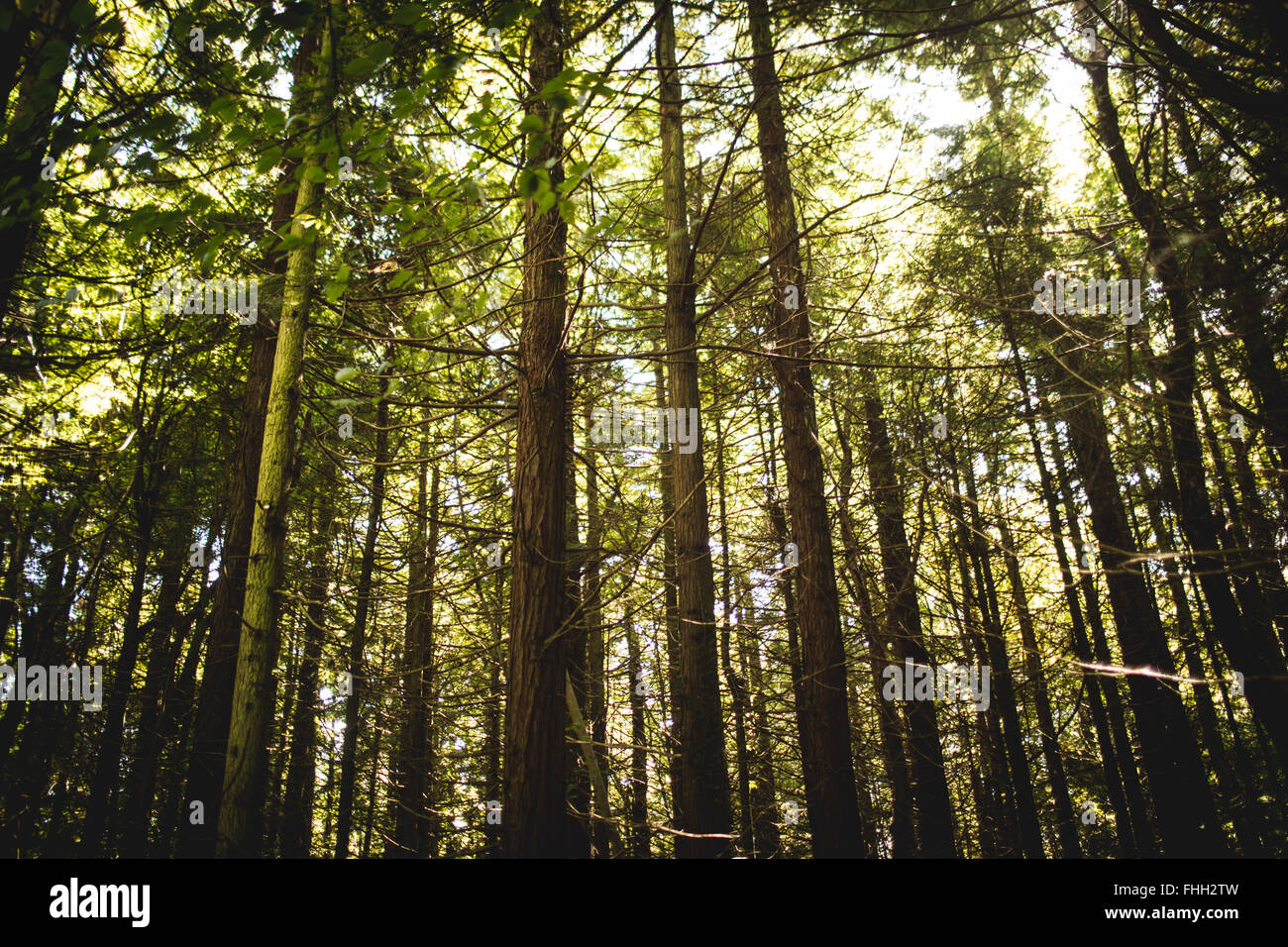 Alberi ad alto fusto in una foresta immagini e fotografie stock ad alta ...