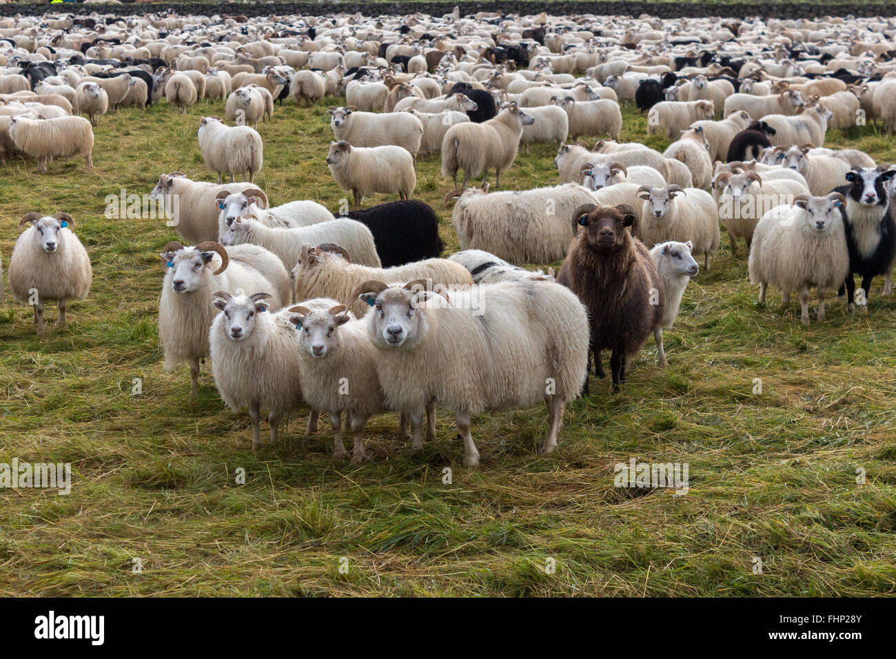 Grande gruppo di pecore immagini e fotografie stock ad alta risoluzione ...