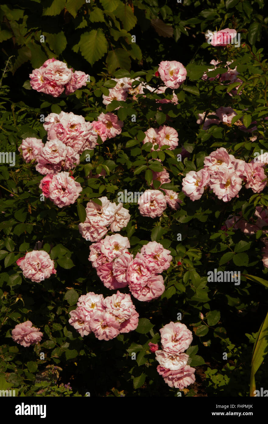 Serie di rose immagini e fotografie stock ad alta risoluzione - Alamy