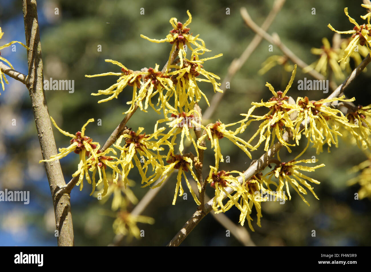 Amamelide ibrido immagini e fotografie stock ad alta risoluzione - Alamy