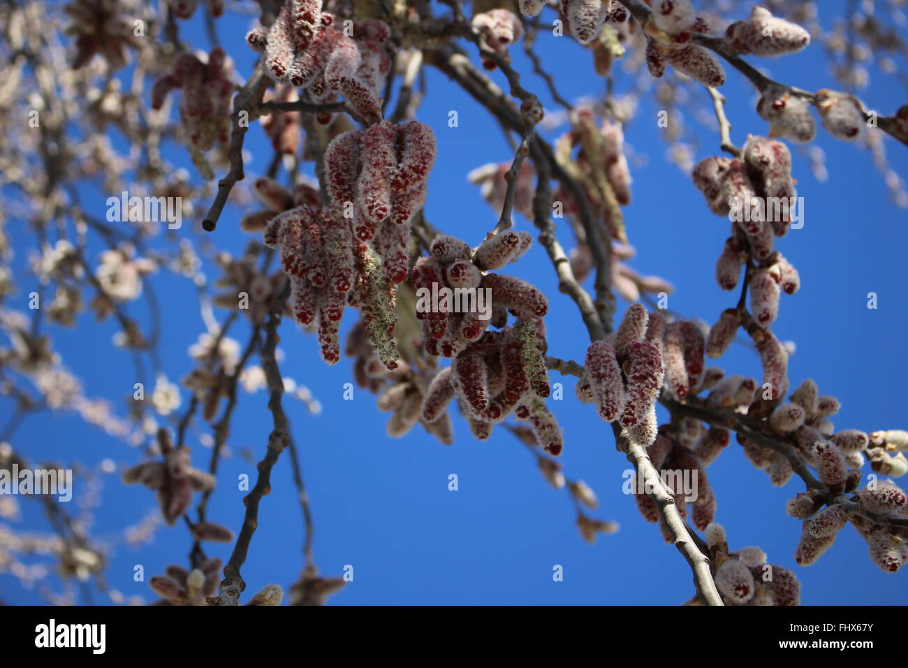 Albero di amenti immagini e fotografie stock ad alta risoluzione - Alamy