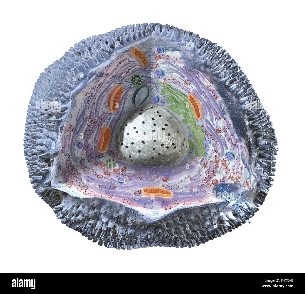 Struttura cellulare e mitocondrio immagini e fotografie stock ad alta risoluzione - Alamy
