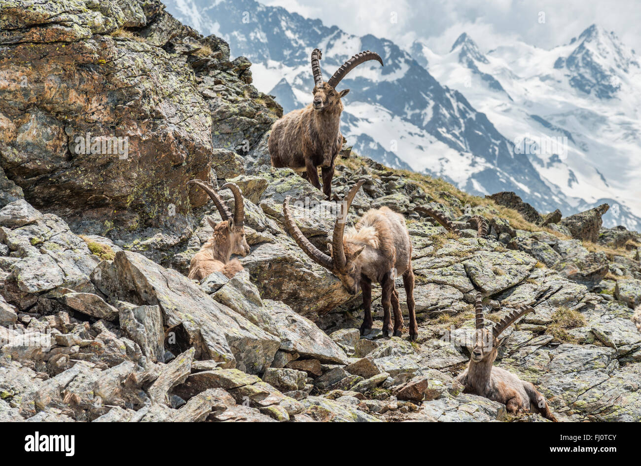 Fauna selvatica delle alpi immagini e fotografie stock ad alta ...