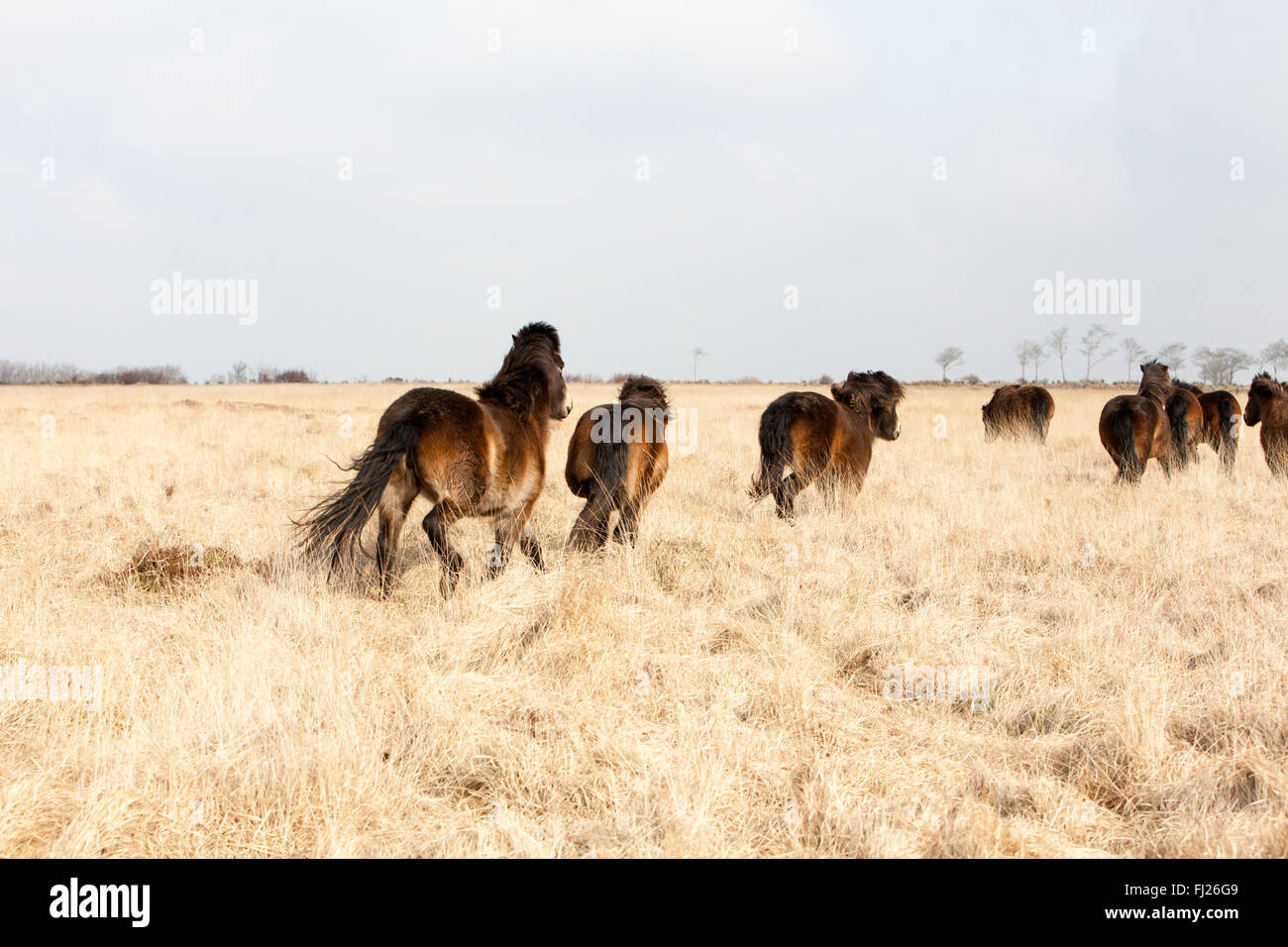 Razze di pony in via di estinzione immagini e fotografie stock ad alta ...