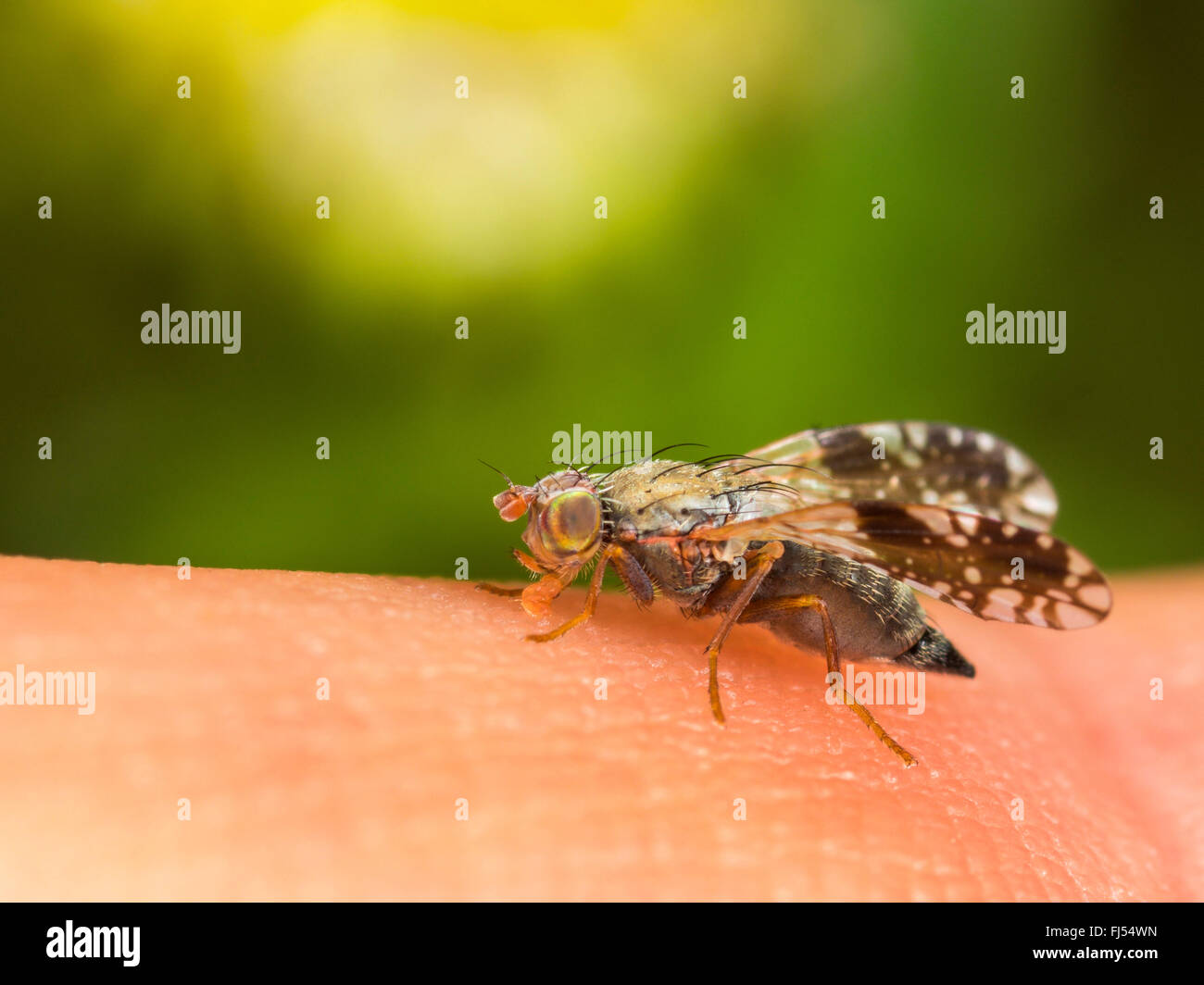 Tephritis neesii immagini e fotografie stock ad alta risoluzione - Alamy