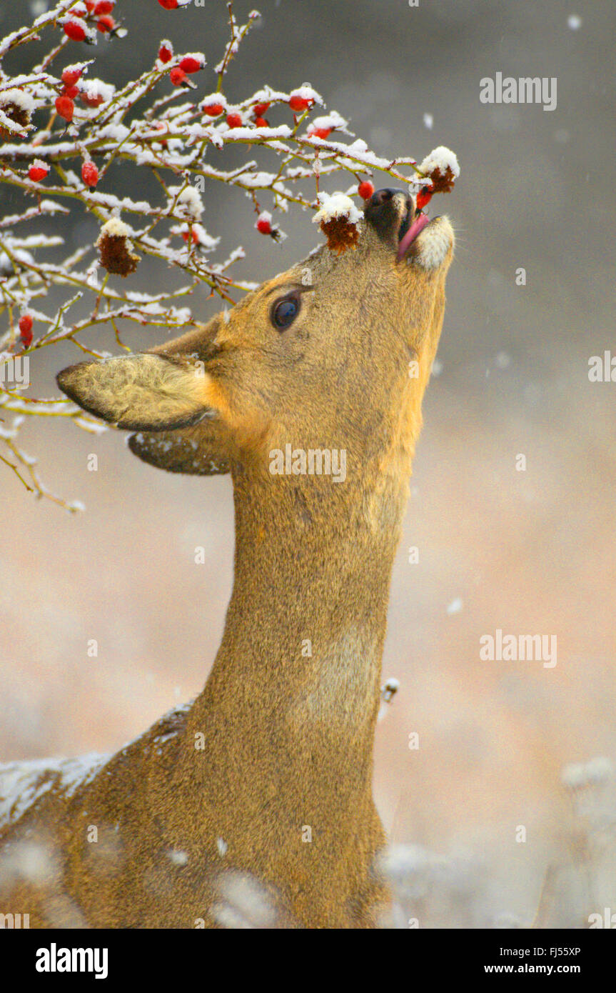 Capo Fianchi Immagini e Fotos Stock - Alamy