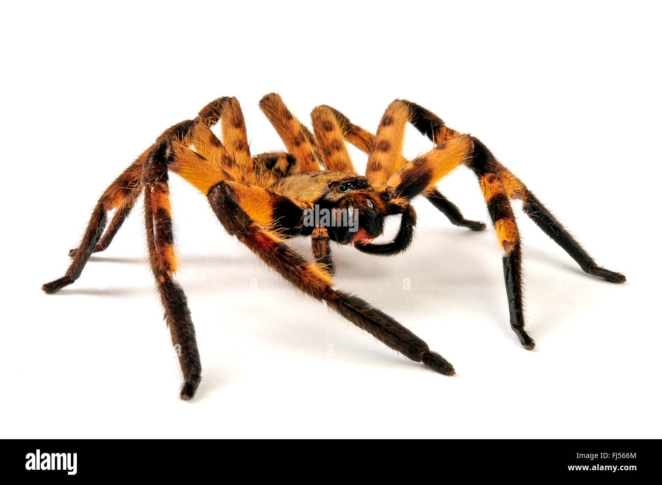 Giant huntsman spider immagini e fotografie stock ad alta risoluzione ...