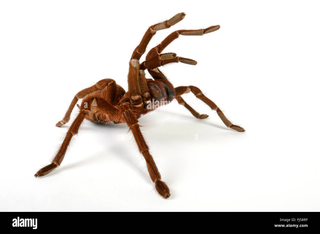 Tarantola goliath birdeater immagini e fotografie stock ad alta ...