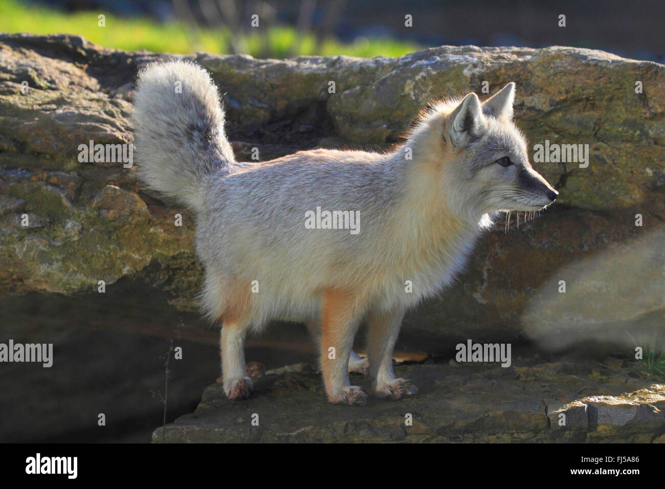 Outdoor enclosure immagini e fotografie stock ad alta risoluzione - Alamy