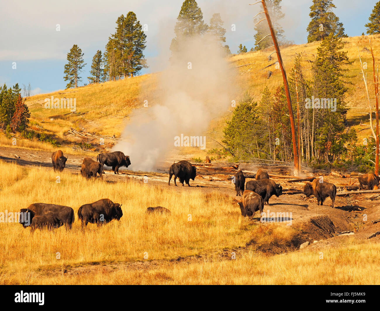 Mandrie Di Bisonti Immagini e Fotos Stock - Alamy