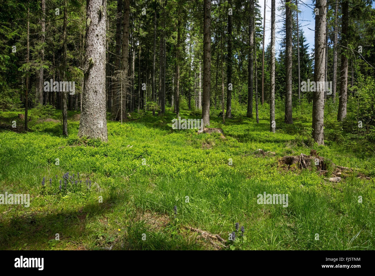 Il mirtillo nana, mirtillo, huckleberry, bassa billberry (Vaccinium ...