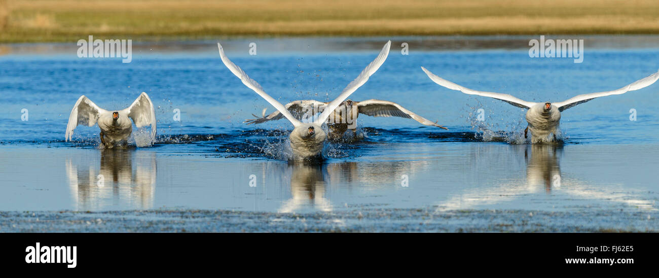 Cigni Selvatici Immagini e Fotos Stock - Alamy