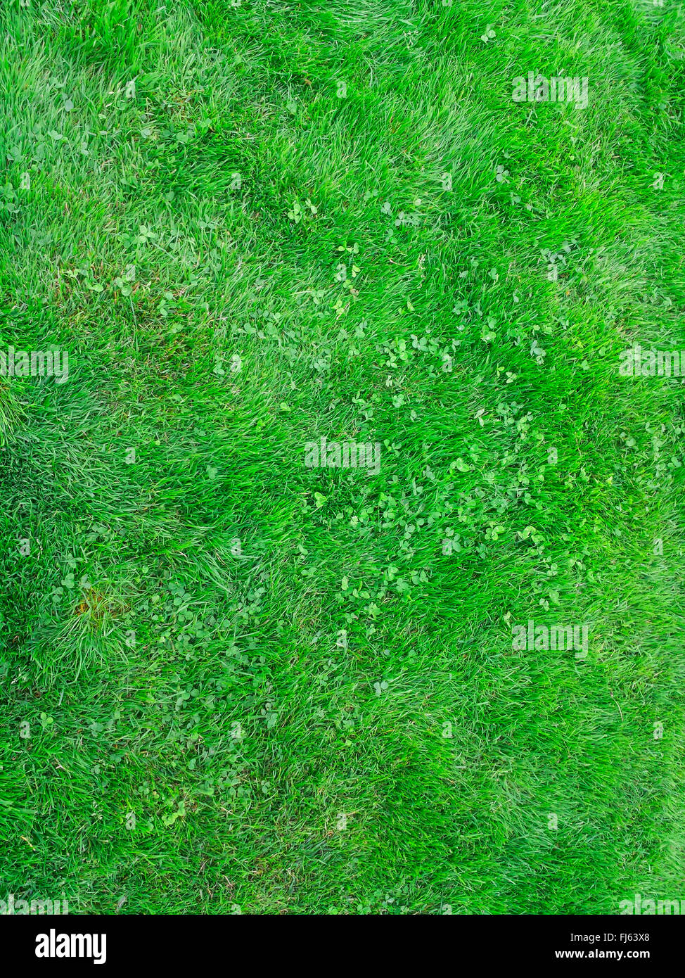 Prato verde immagini e fotografie stock ad alta risoluzione - Alamy