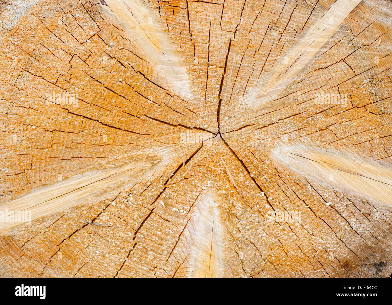 Sezione del tronco di legno immagini e fotografie stock ad alta ...
