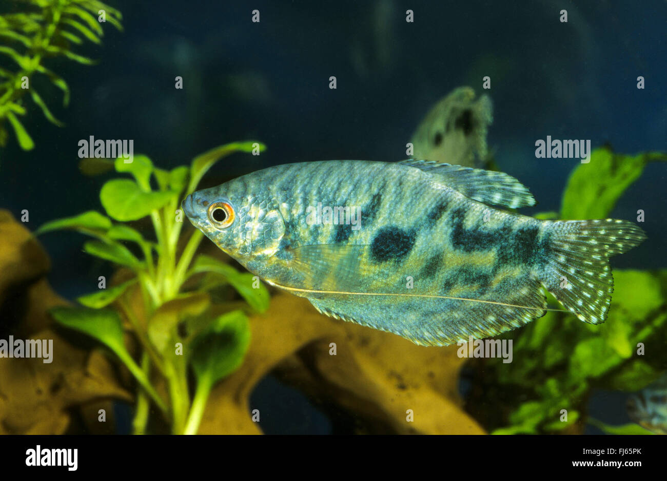 Cosby gourami, tre spot gourami, gourami blu (Trichogaster trichopterus ...