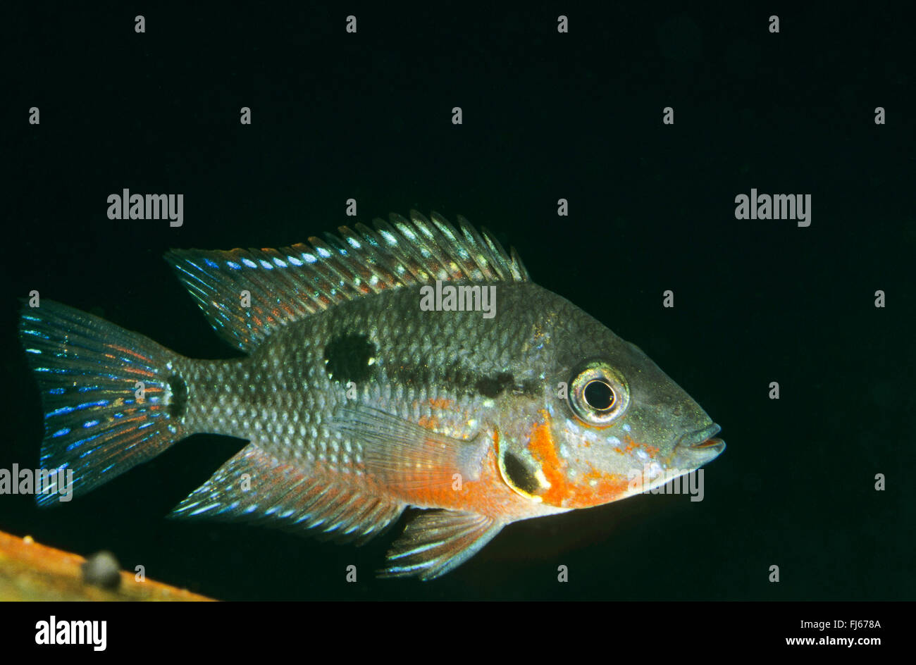 Thorichthys helleri meeki immagini e fotografie stock ad alta ...