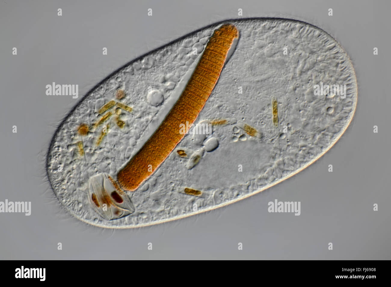 Protozoi ciliati immagini e fotografie stock ad alta risoluzione - Alamy