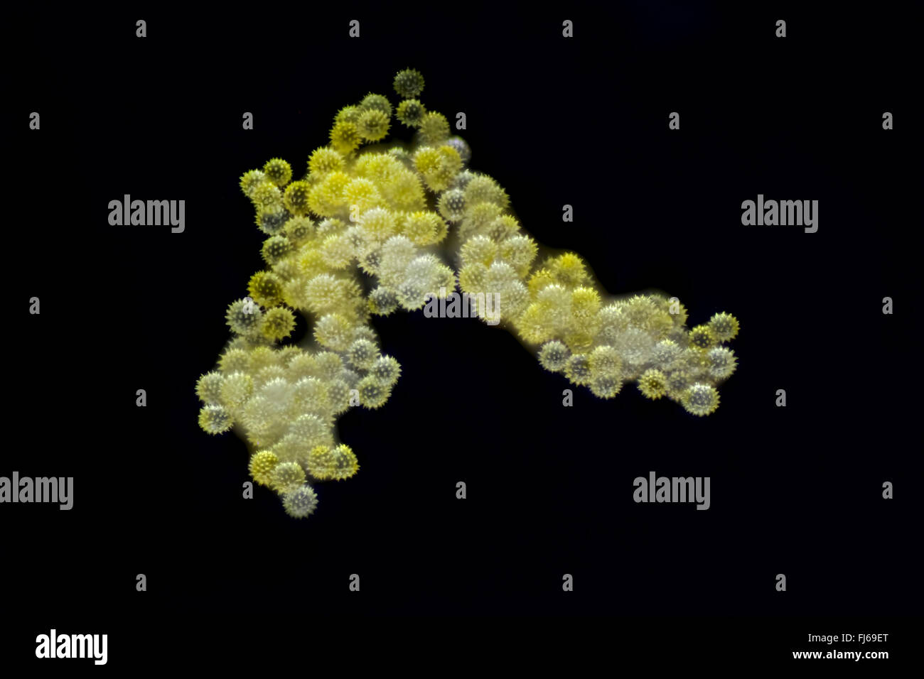 Polline microscopio ottico immagini e fotografie stock ad alta ...