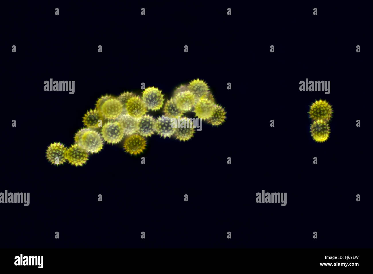 Polline microscopio ottico immagini e fotografie stock ad alta ...