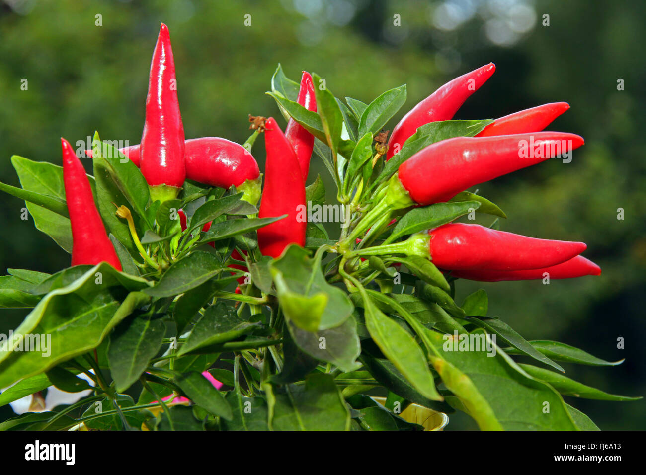 Pianta di paprika immagini e fotografie stock ad alta risoluzione - Alamy