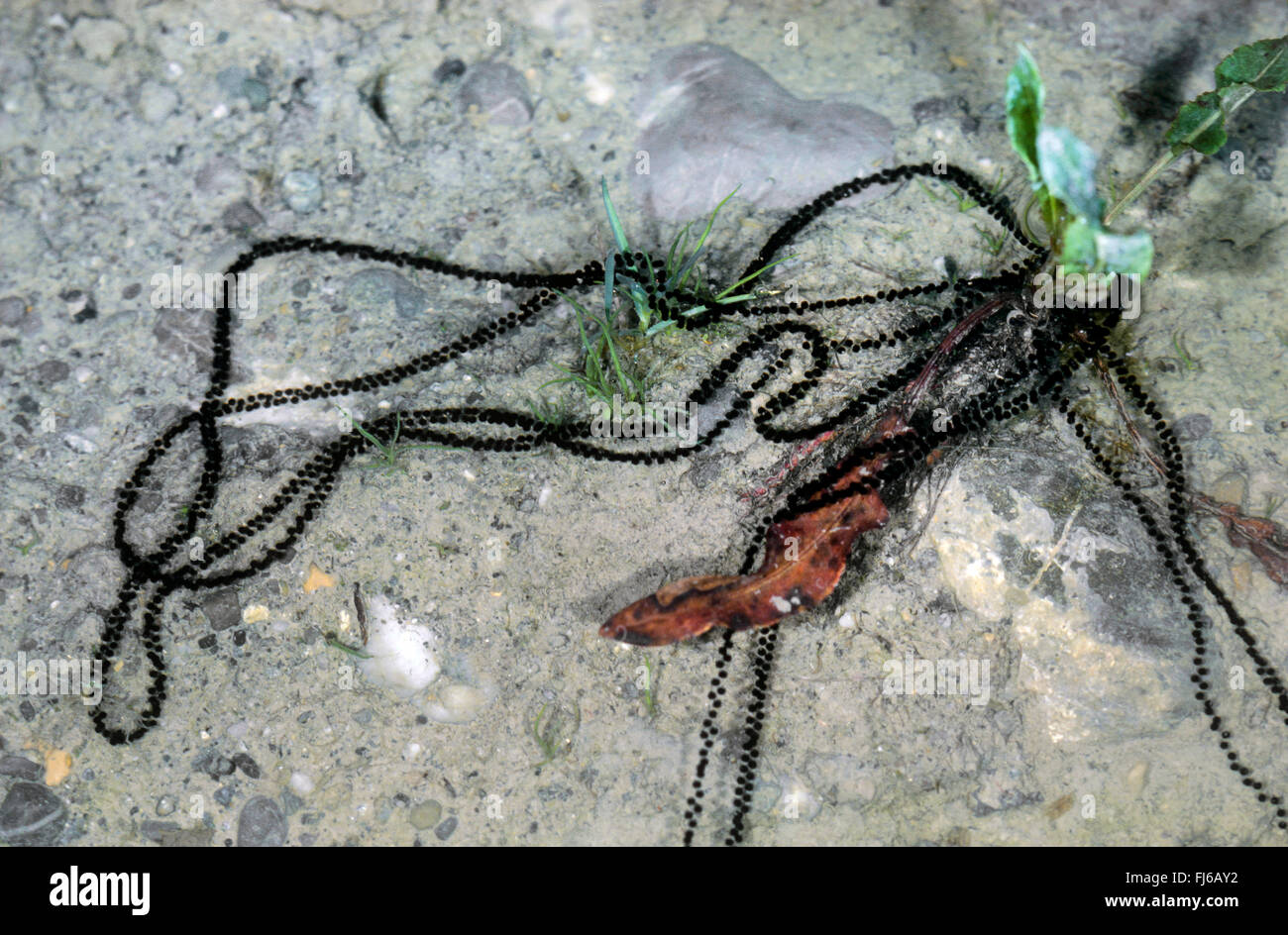 Strings of toad eggs immagini e fotografie stock ad alta risoluzione ...