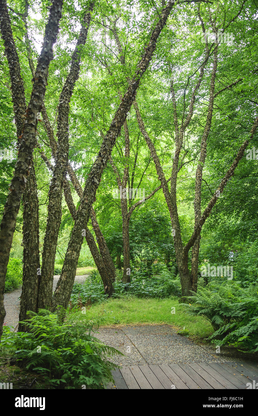 Alberi nei parchi immagini e fotografie stock ad alta risoluzione - Alamy