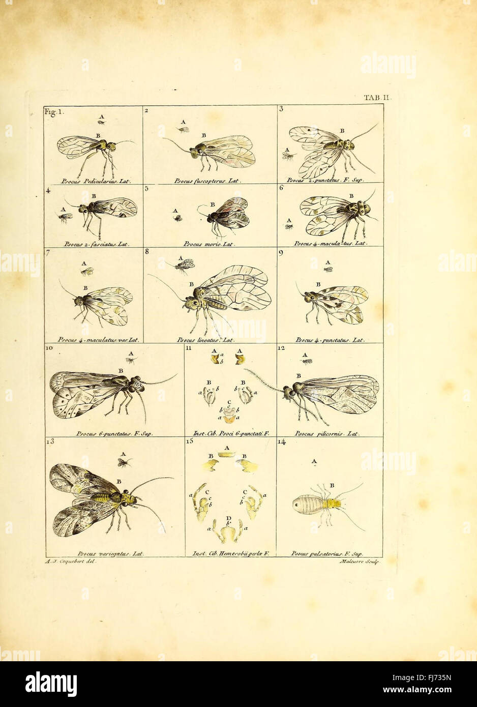 Opere pittoriche, insetti, illustrazioni di insetti, biblioteche ...