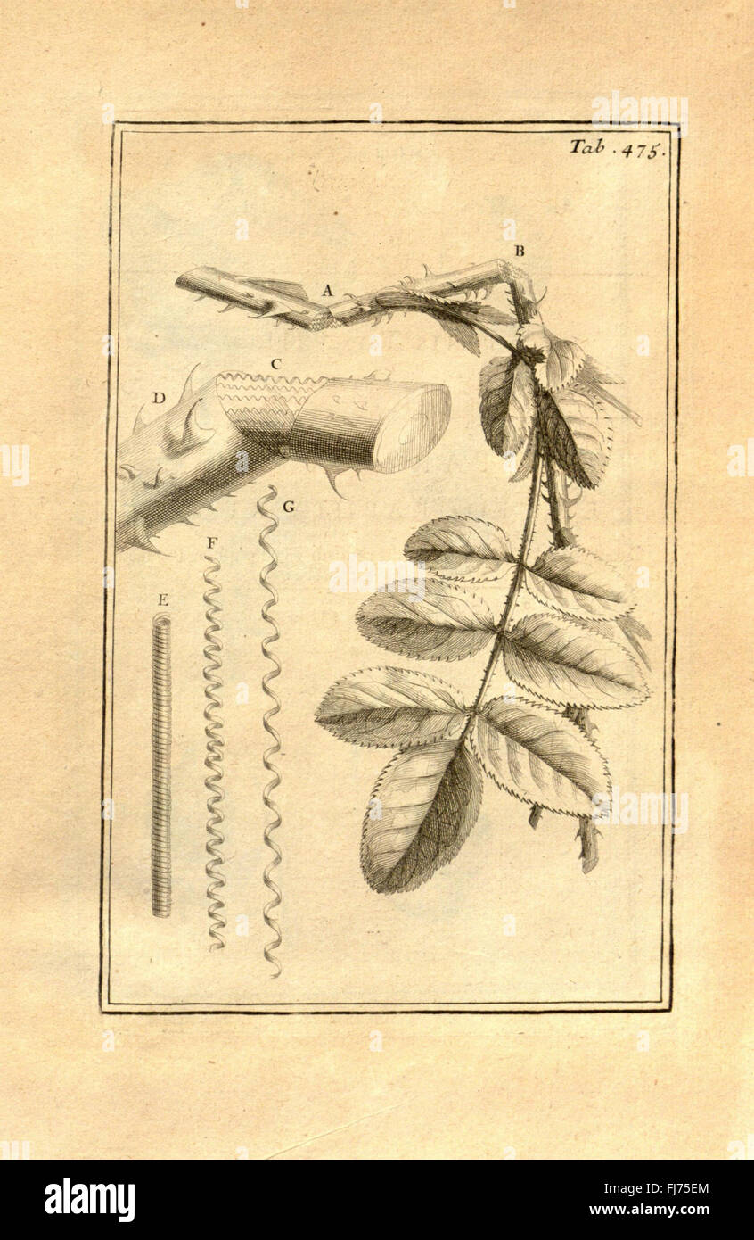 Un'opera botanica pre-linneana di Joseph Pitton de Tournefort, che ...