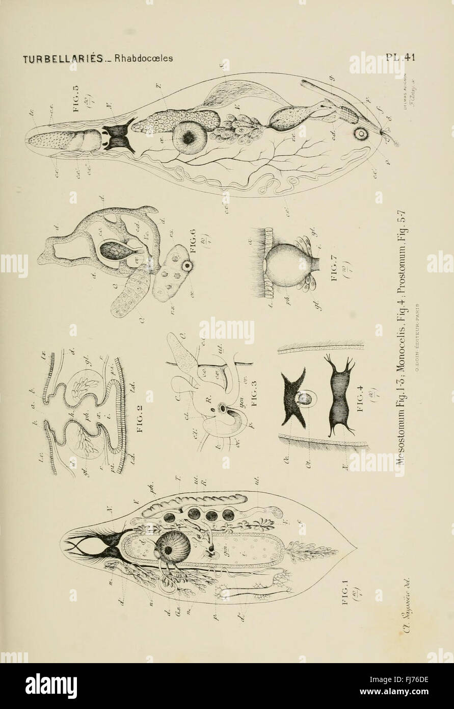Un atlante comparativo di anatomia degli invertebrati, che copre un ...