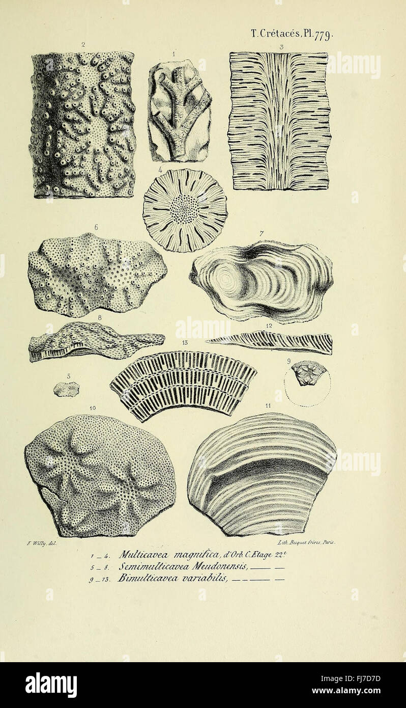 Paleontologia, Cretaceo, Francia, reperti fossili, paleobotanica ...