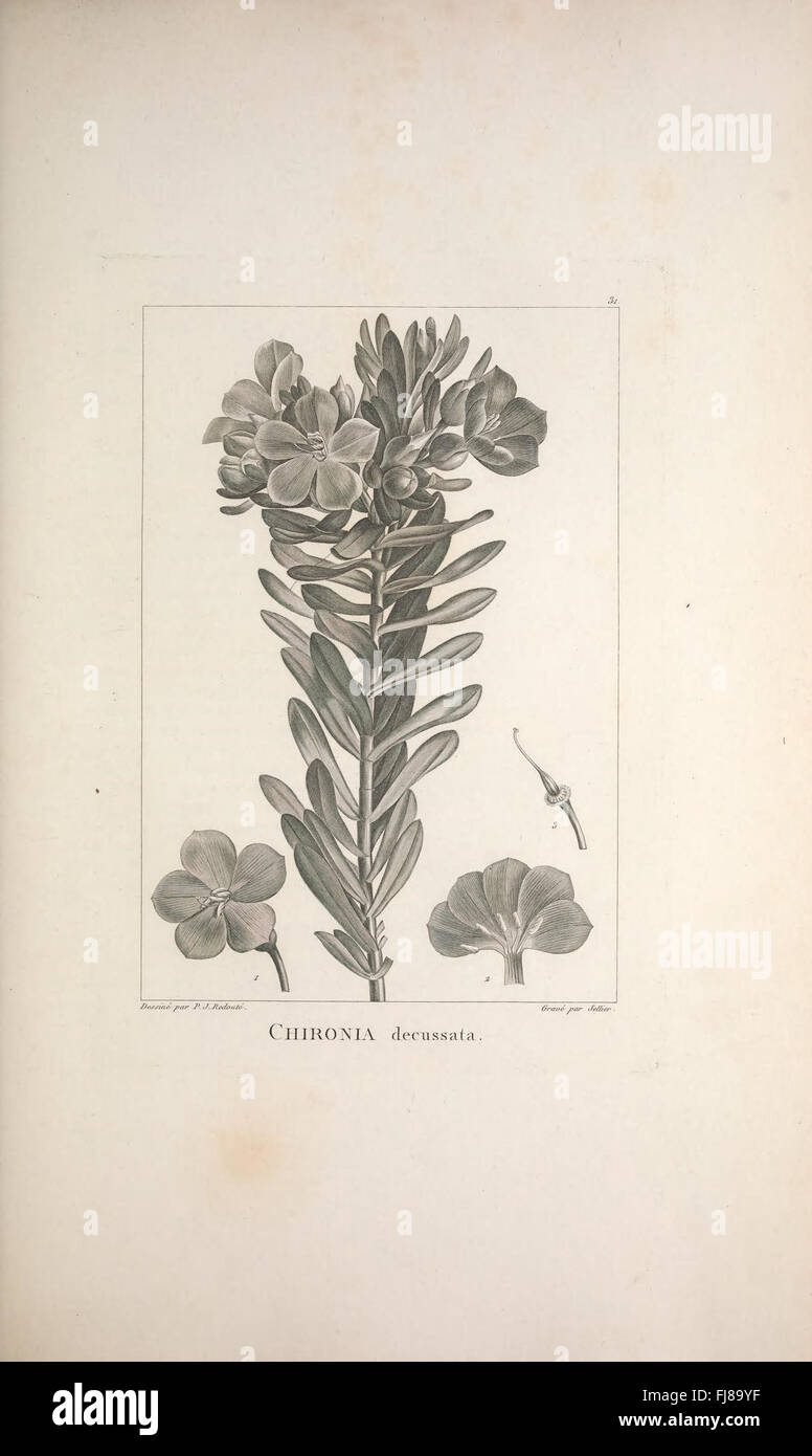 Un lavoro botanico che descrive specie di piante appena scoperte e poco ...