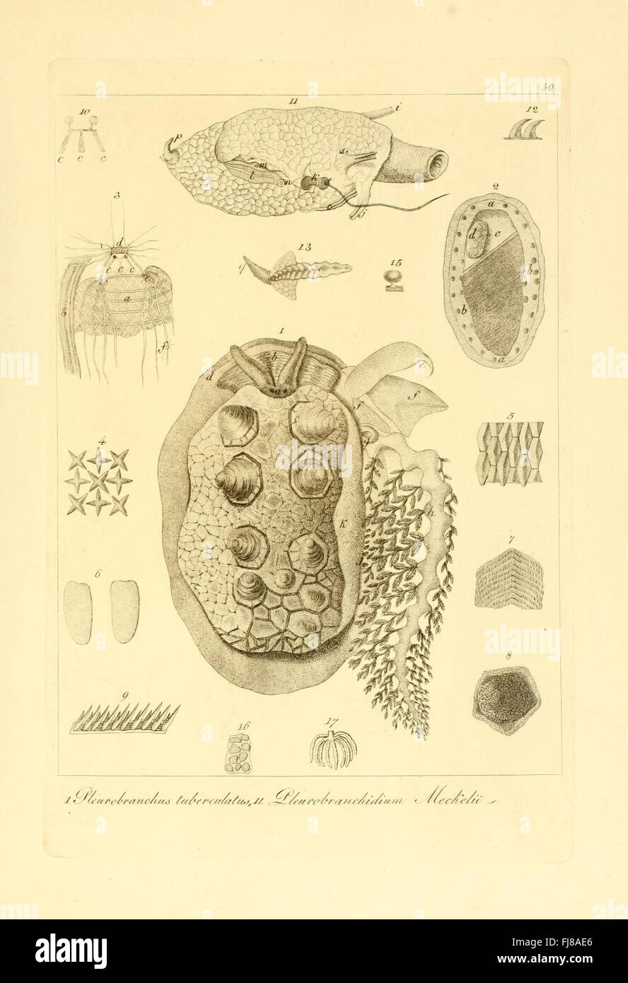 Una descrizione dettagliata e uno studio anatomico delle specie ...