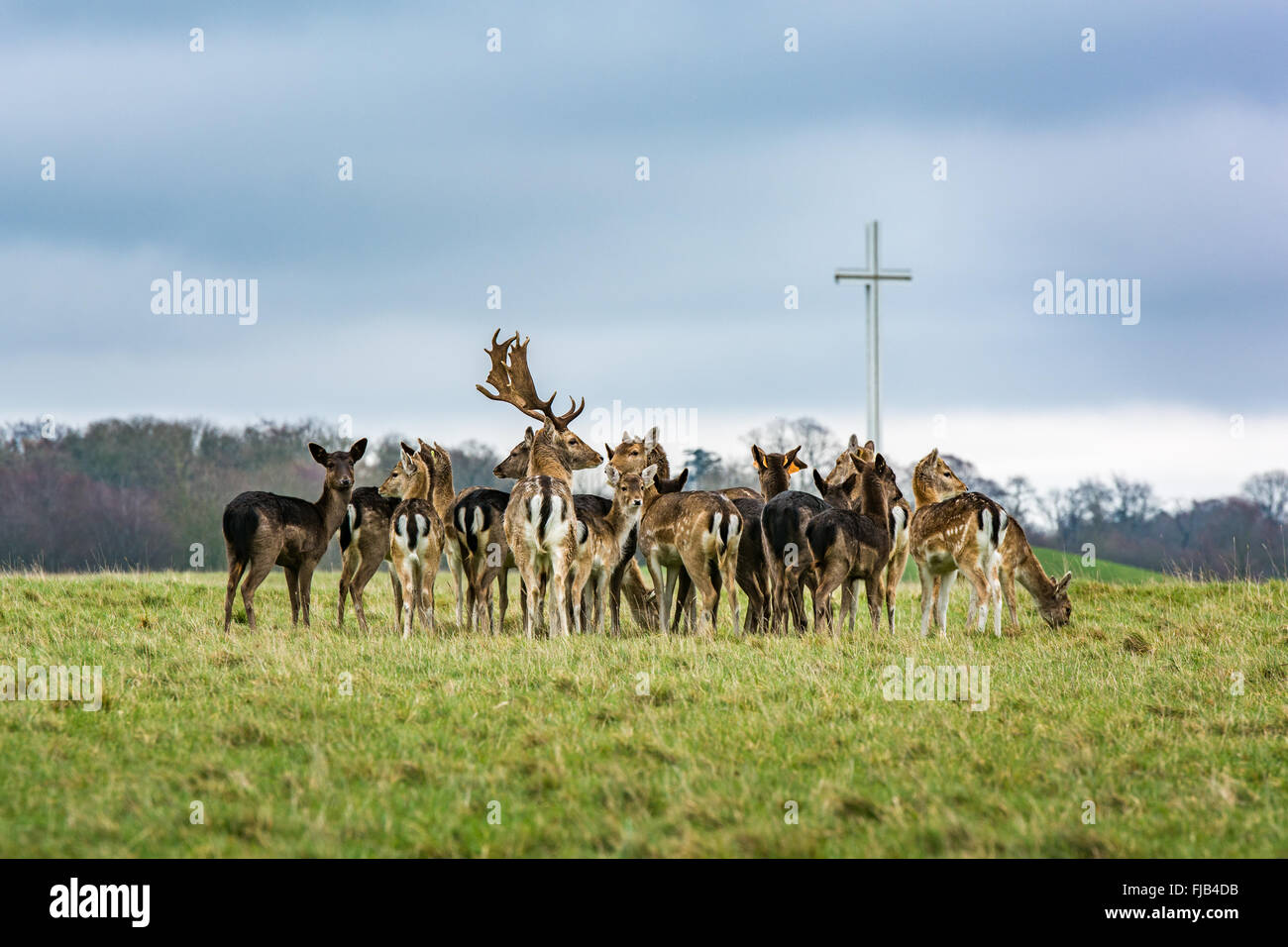 Croce papale dublino immagini e fotografie stock ad alta risoluzione ...