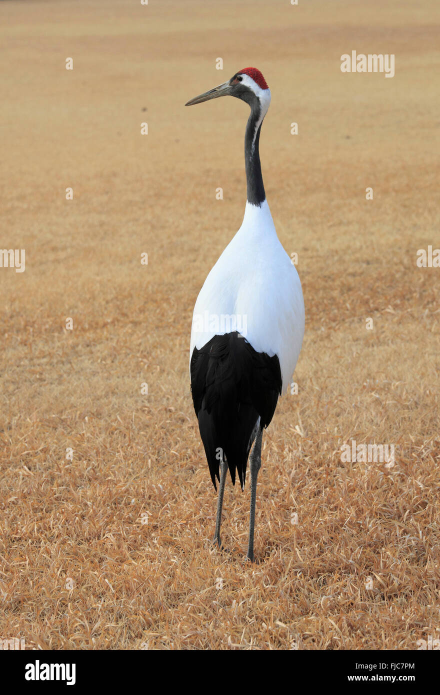 Gru del giappone immagini e fotografie stock ad alta risoluzione - Alamy