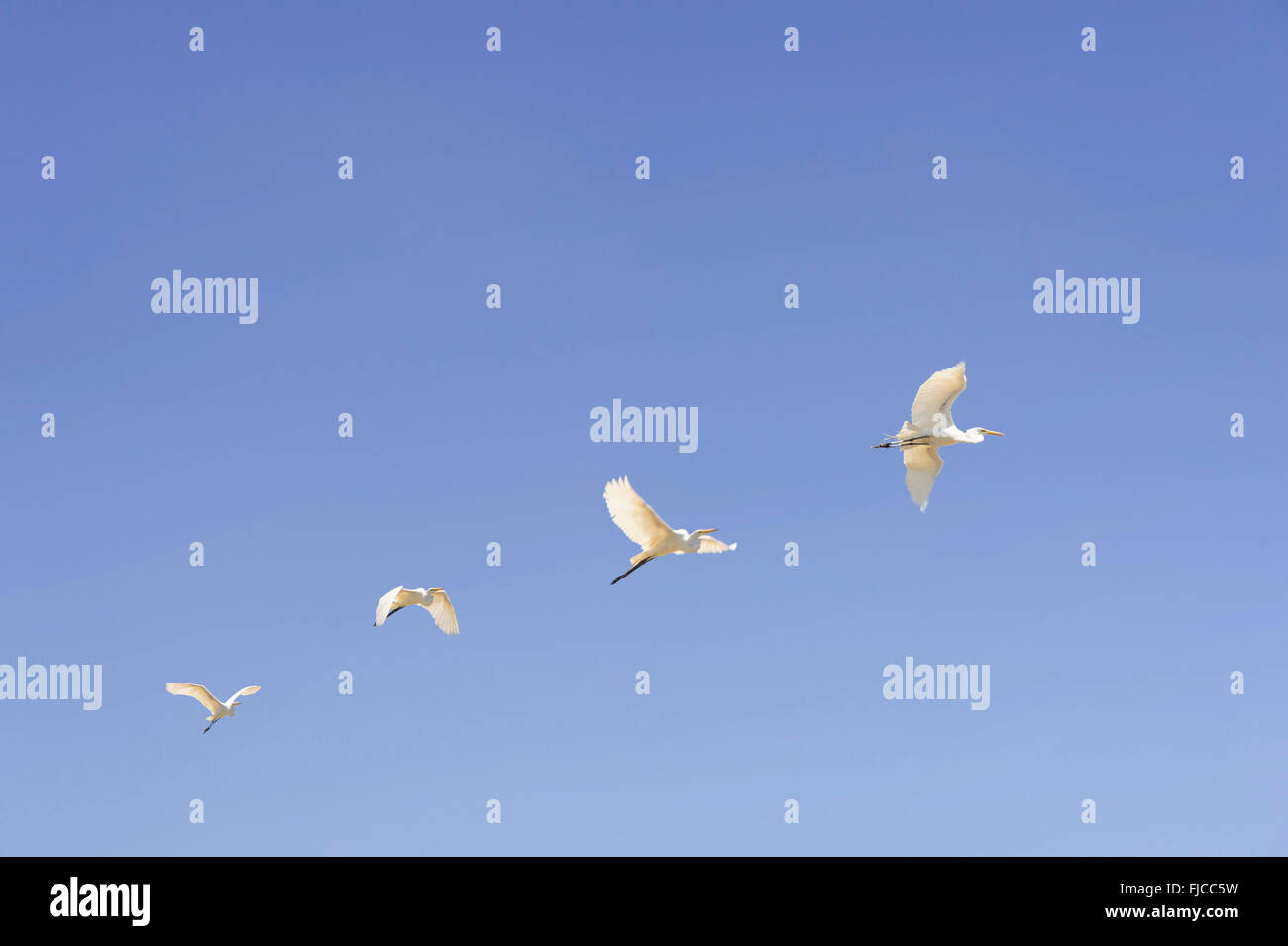 Aironi bianchi immagini e fotografie stock ad alta risoluzione - Alamy