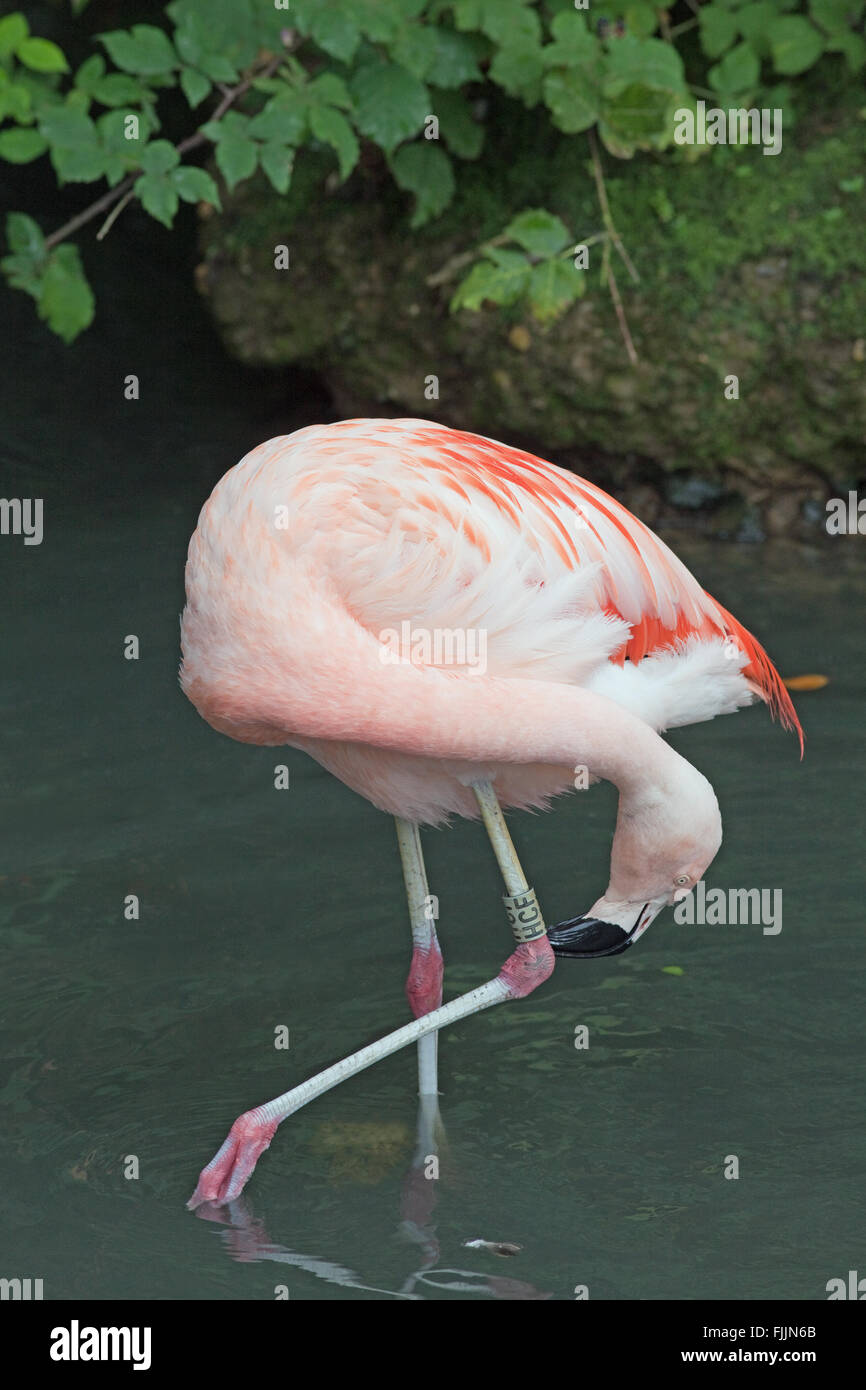 Leg ring immagini e fotografie stock ad alta risoluzione - Alamy