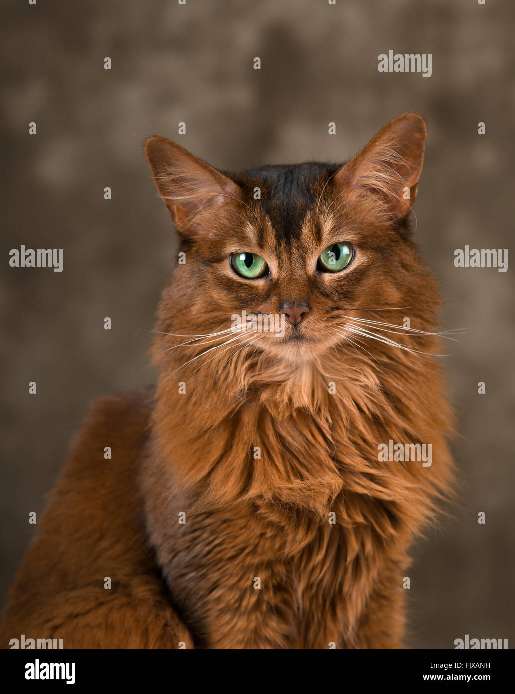 Carlini di razza immagini e fotografie stock ad alta risoluzione - Alamy